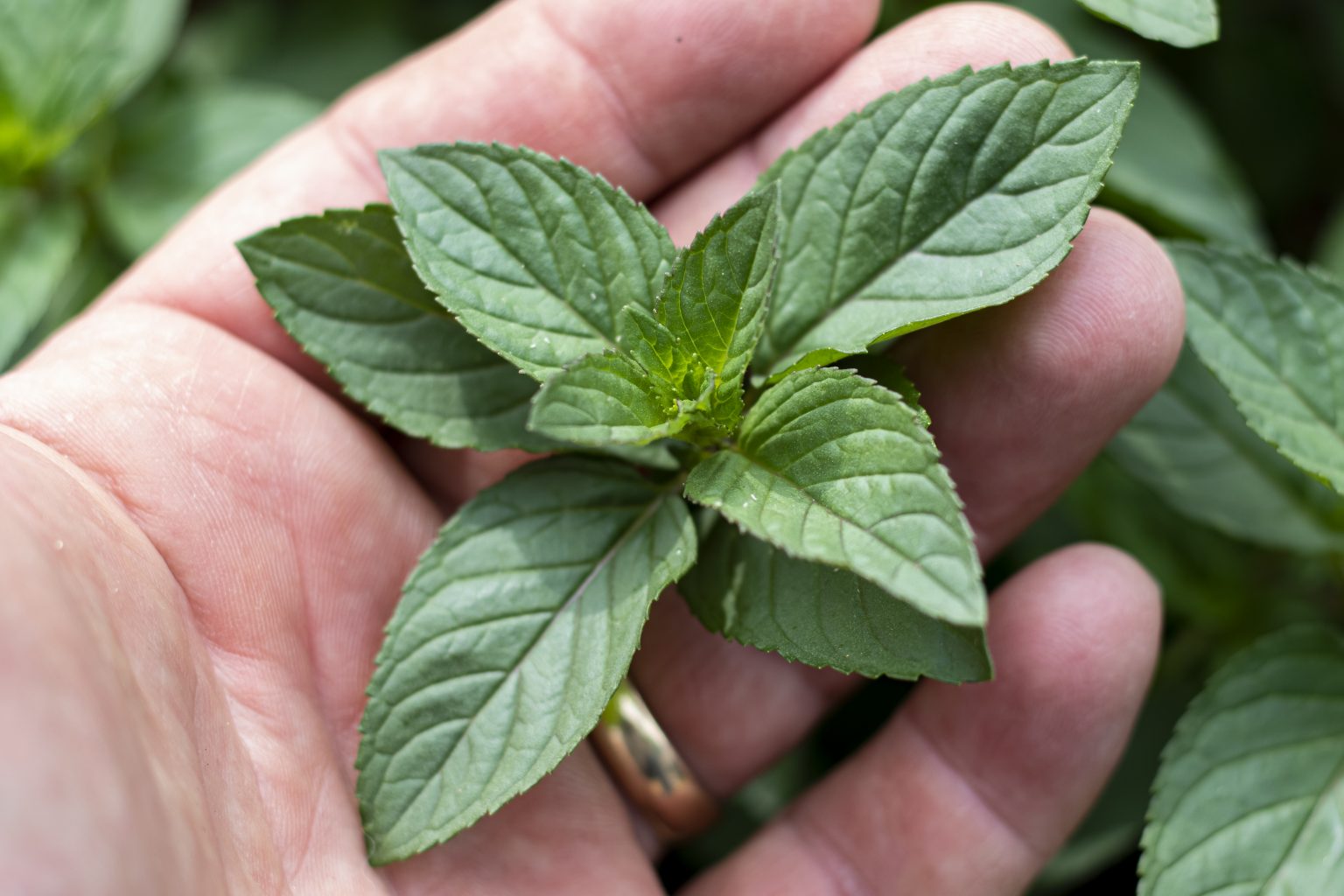 Growing Sweet, Seductive Mint - Countryside